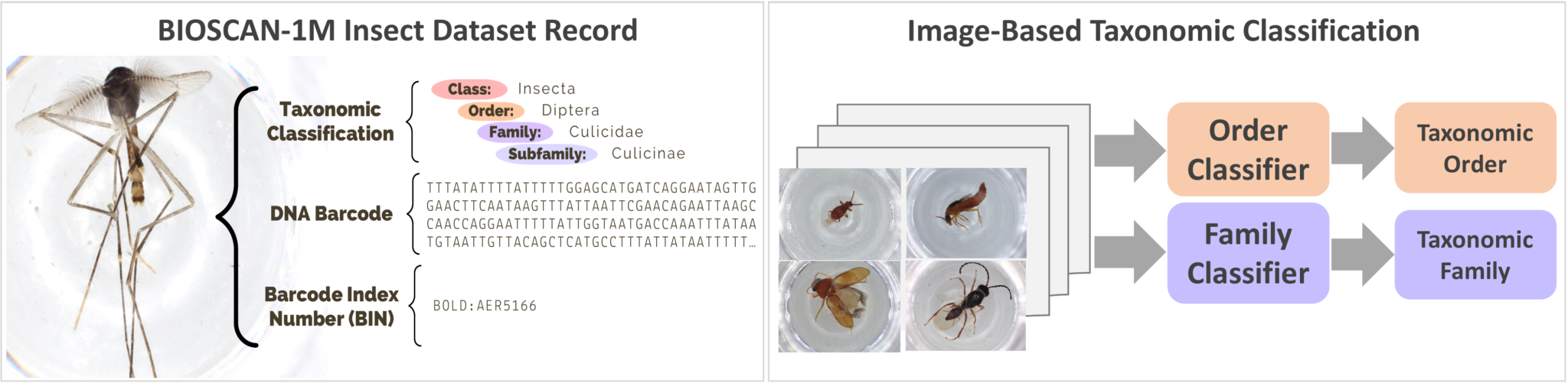 BIOSCAN Insect Biodiversity Assessment – VISION AND IMAGE PROCESSING ...